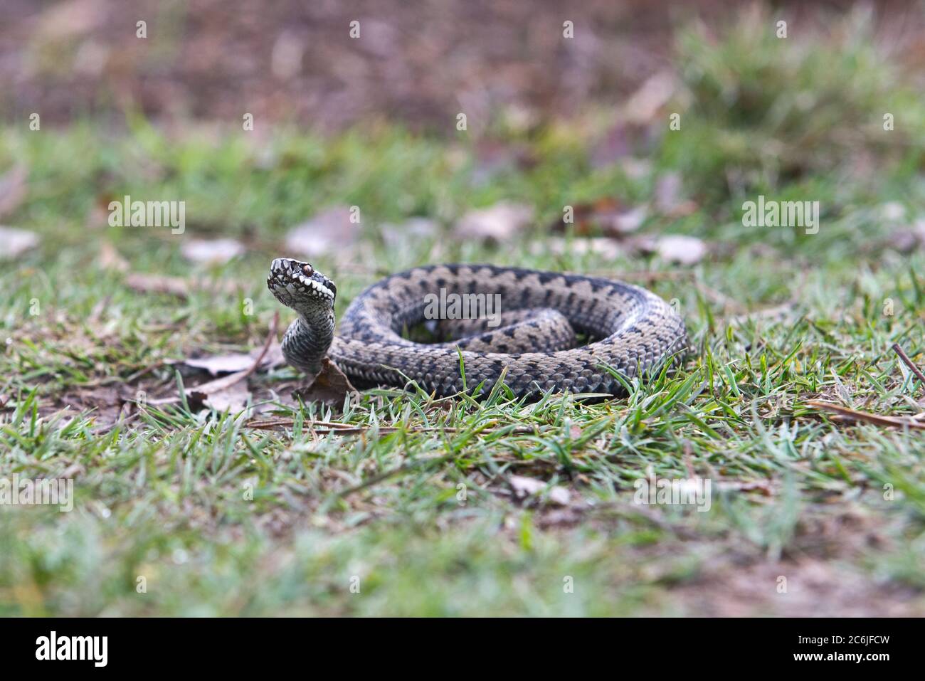 Devon snake hi-res stock photography and images - Alamy