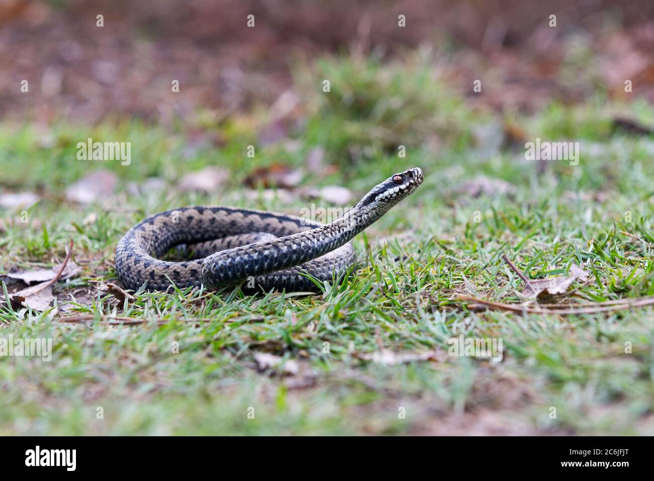 Young adder hi-res stock photography and images - Alamy