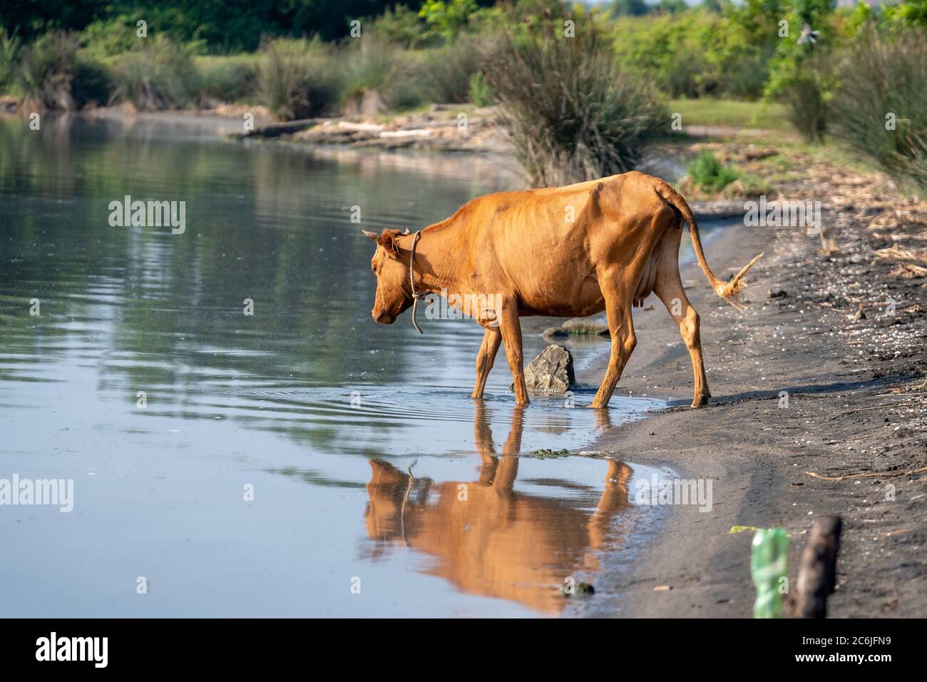 Cows at Lake Paliastomi, Poti, Georgia. Domestic аnimals Stock Photo ...