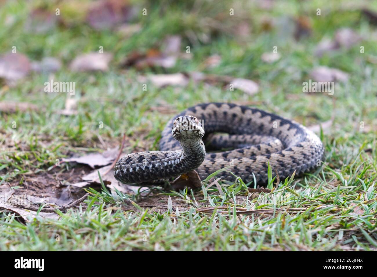 A young adder basking in the winter sun to warmup on a footpath across ...