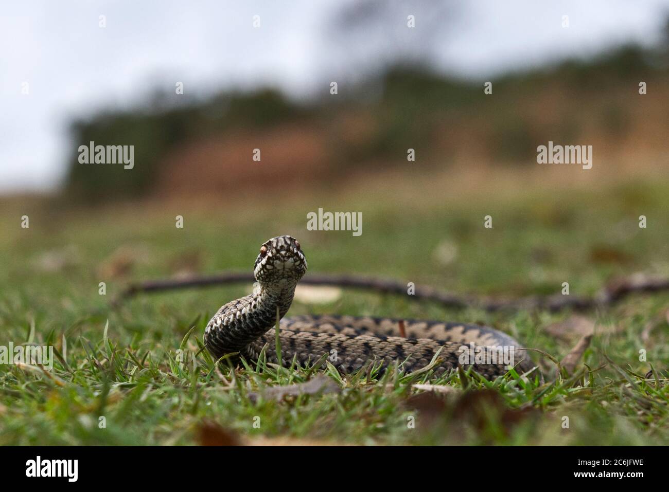 Juvenile Adder High Resolution Stock Photography and Images - Alamy