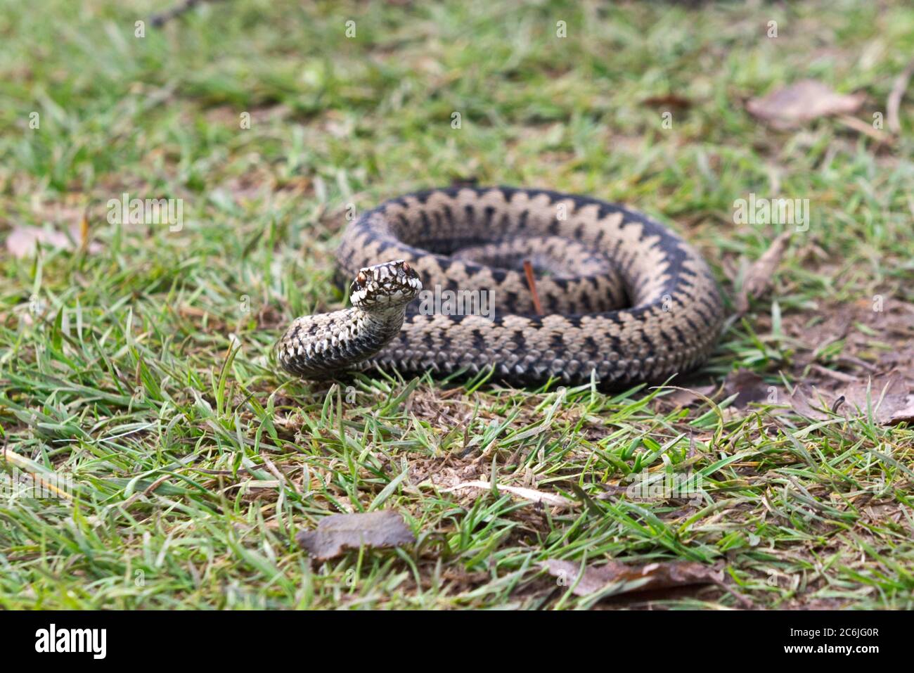 Devon snake hi-res stock photography and images - Alamy