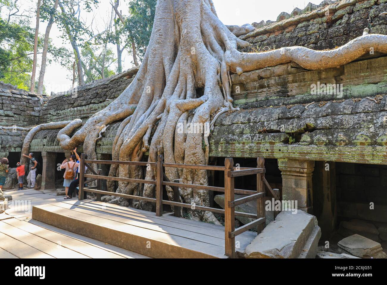 Silk Cotton Tree (Ceiba pentandra) roots growing amongst the masonry at ...