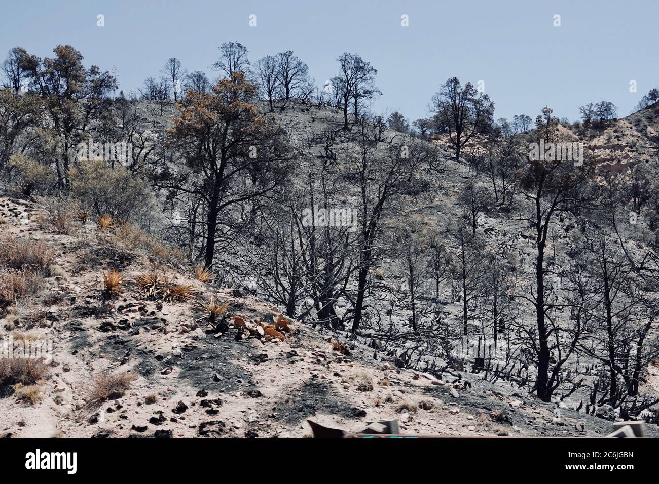 After a wildfire in the Arizona desert, the land, trees, and cacti all ...