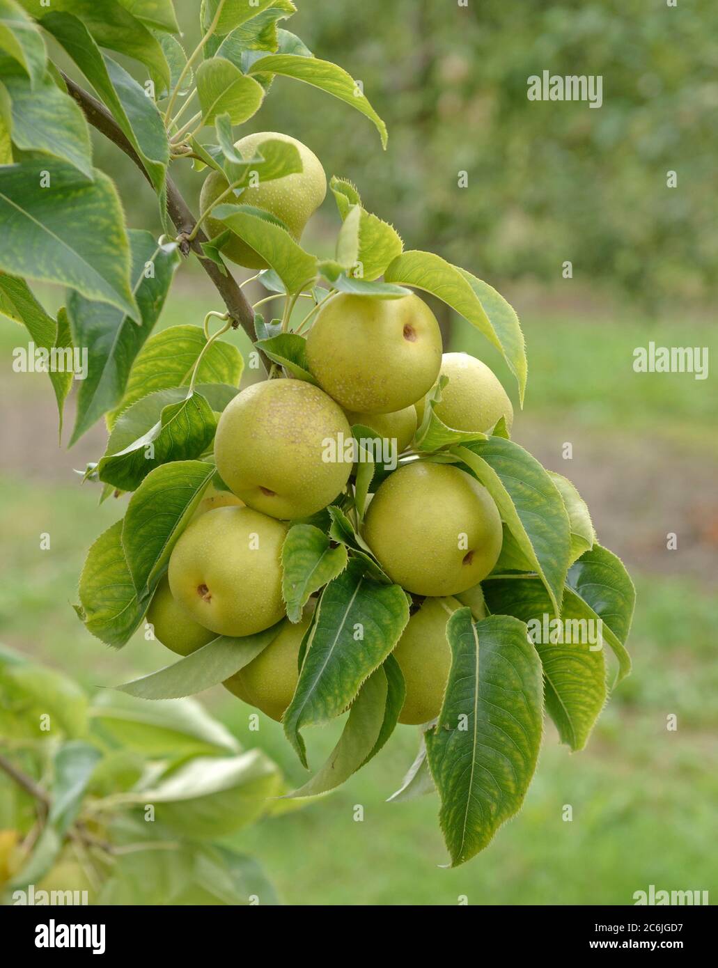 Nashi-Birne Pyrus pyrifolia An Ben Pear, Nashi pear Pyrus pyrifolia At ...