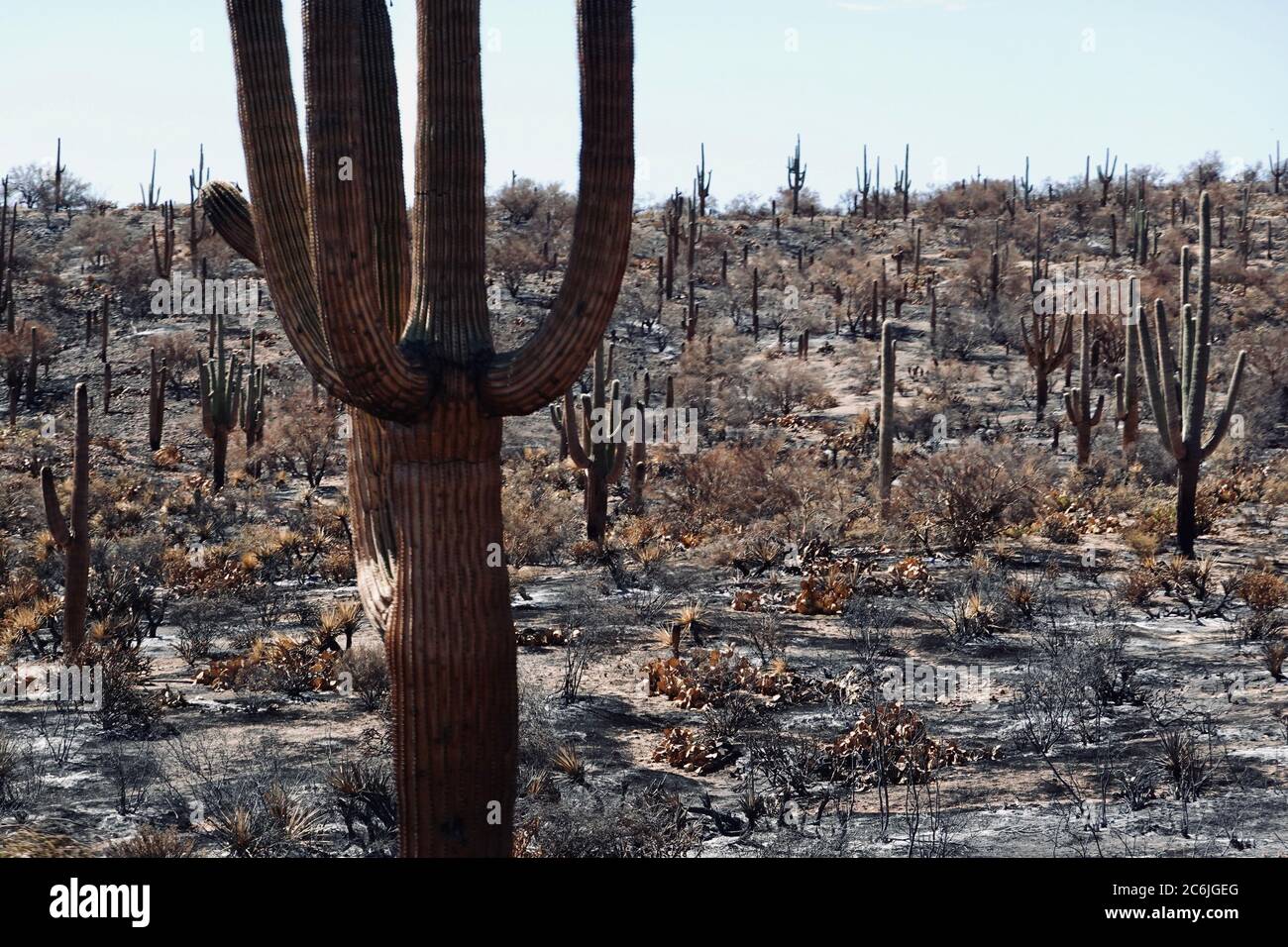 After a wildfire in the Arizona desert, the land, trees, and cacti all ...
