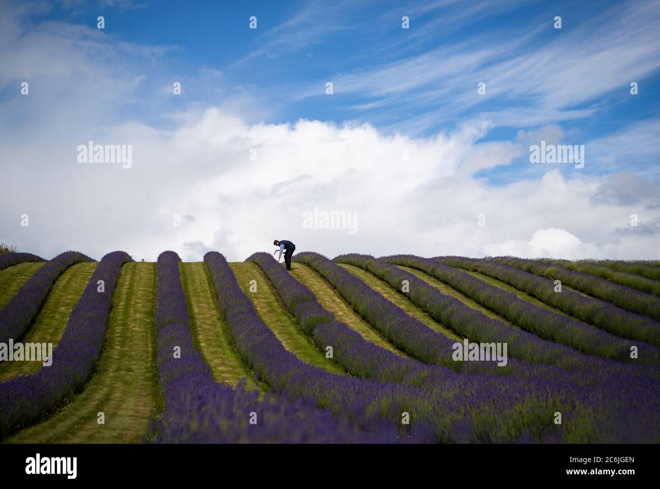 Folgate lavender hi-res stock photography and images - Alamy