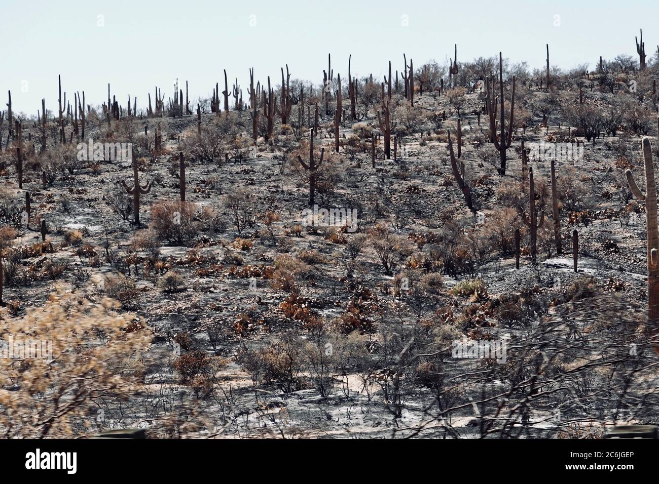 After a wildfire in the Arizona desert, the land, trees, and cacti all ...