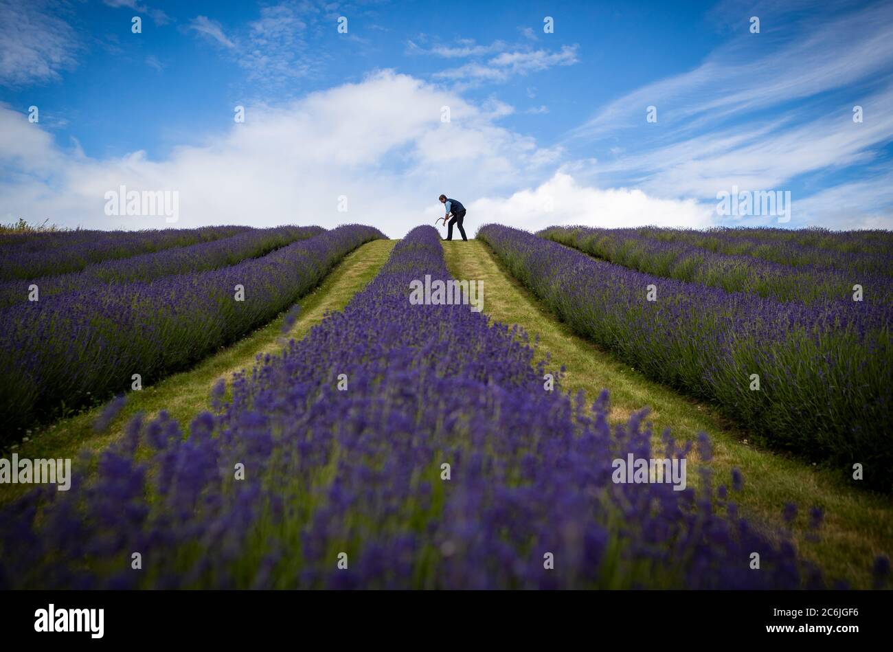 Lavender farmer Rory Irwin, from Scottish Lavender Oils, inspects the ...
