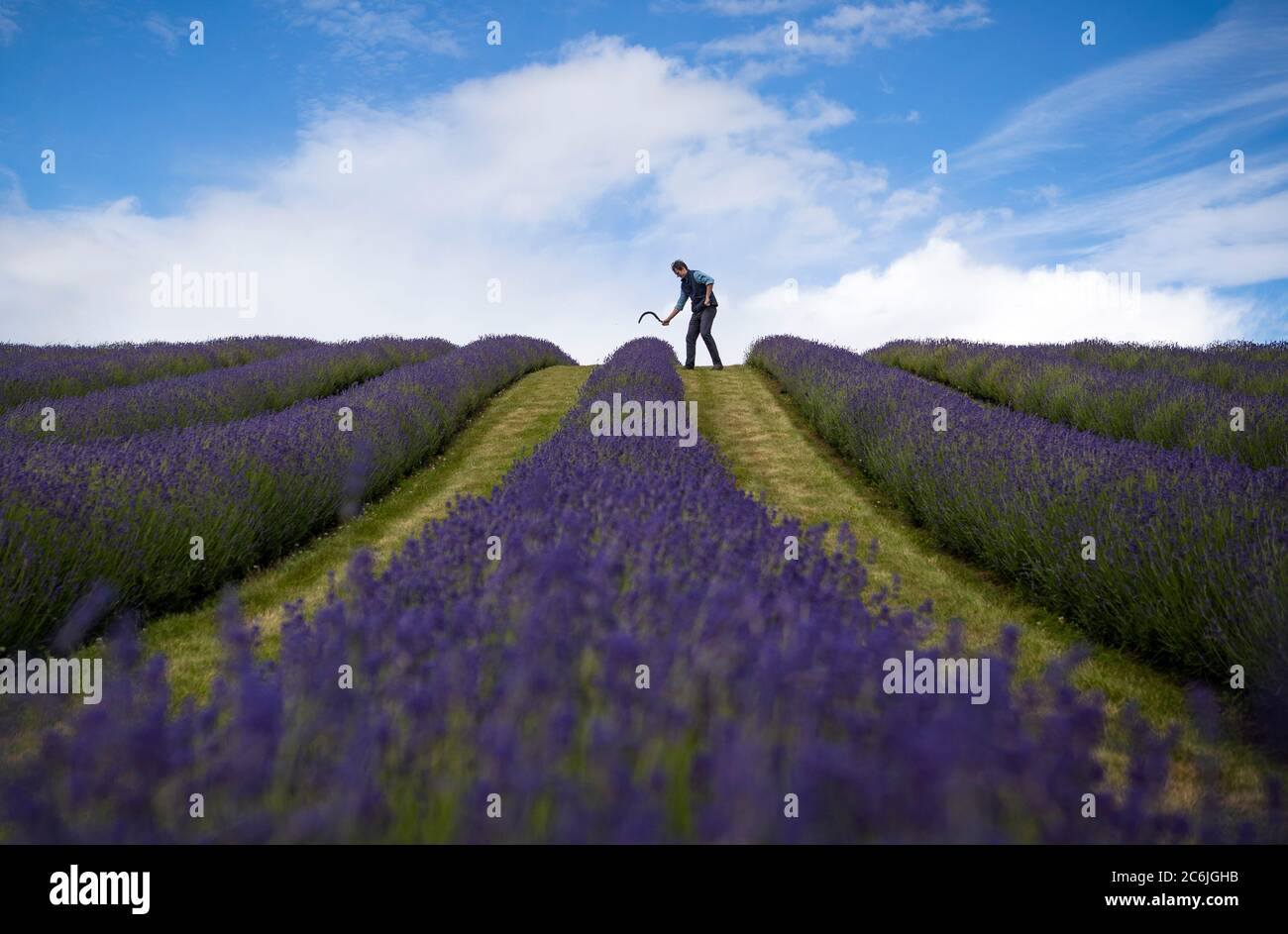 Lavender farmer Rory Irwin, from Scottish Lavender Oils, inspects the ...