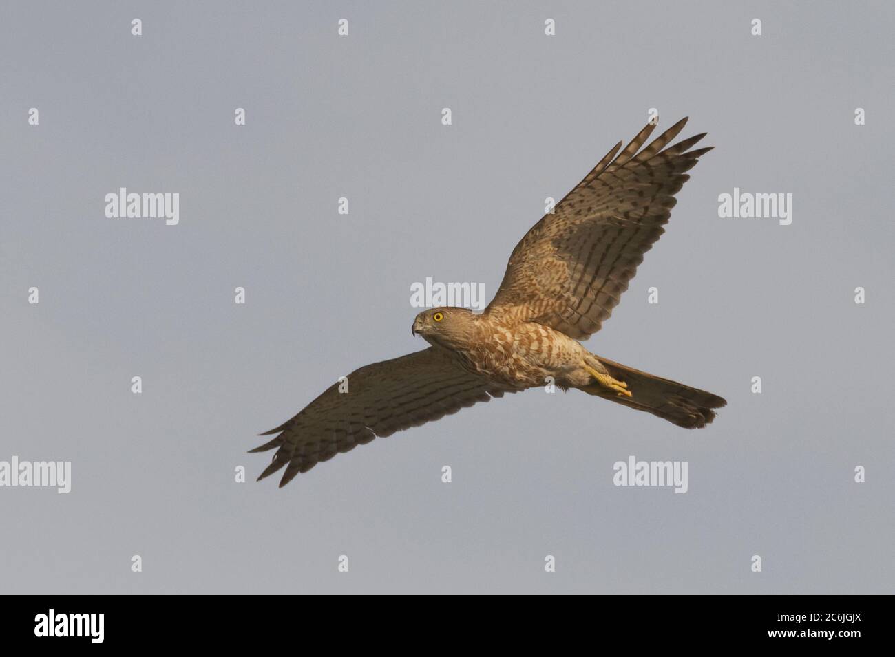 Flying in india hi-res stock photography and images - Alamy