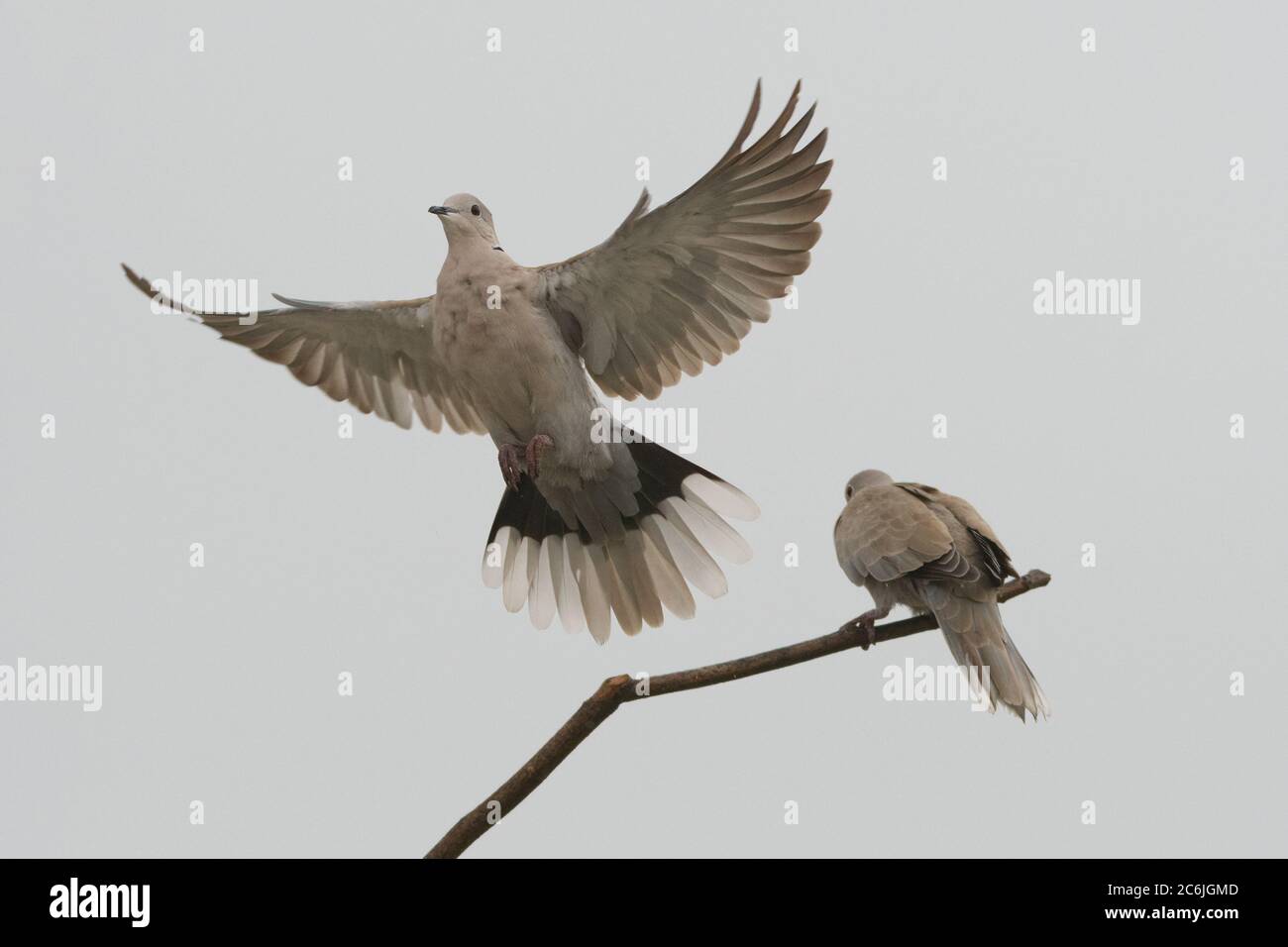 Eurasian Collared-Dove ( Streptopelia decaocto) taking off Stock Photo ...