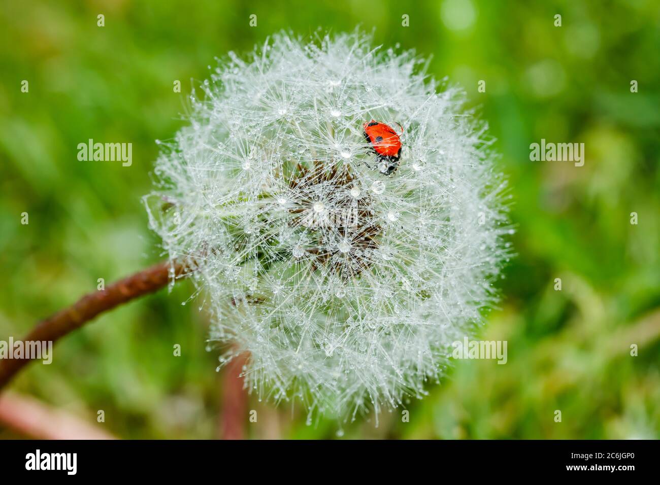 Beautiful fluffy dandelion with rain drops and ladybug against the ...