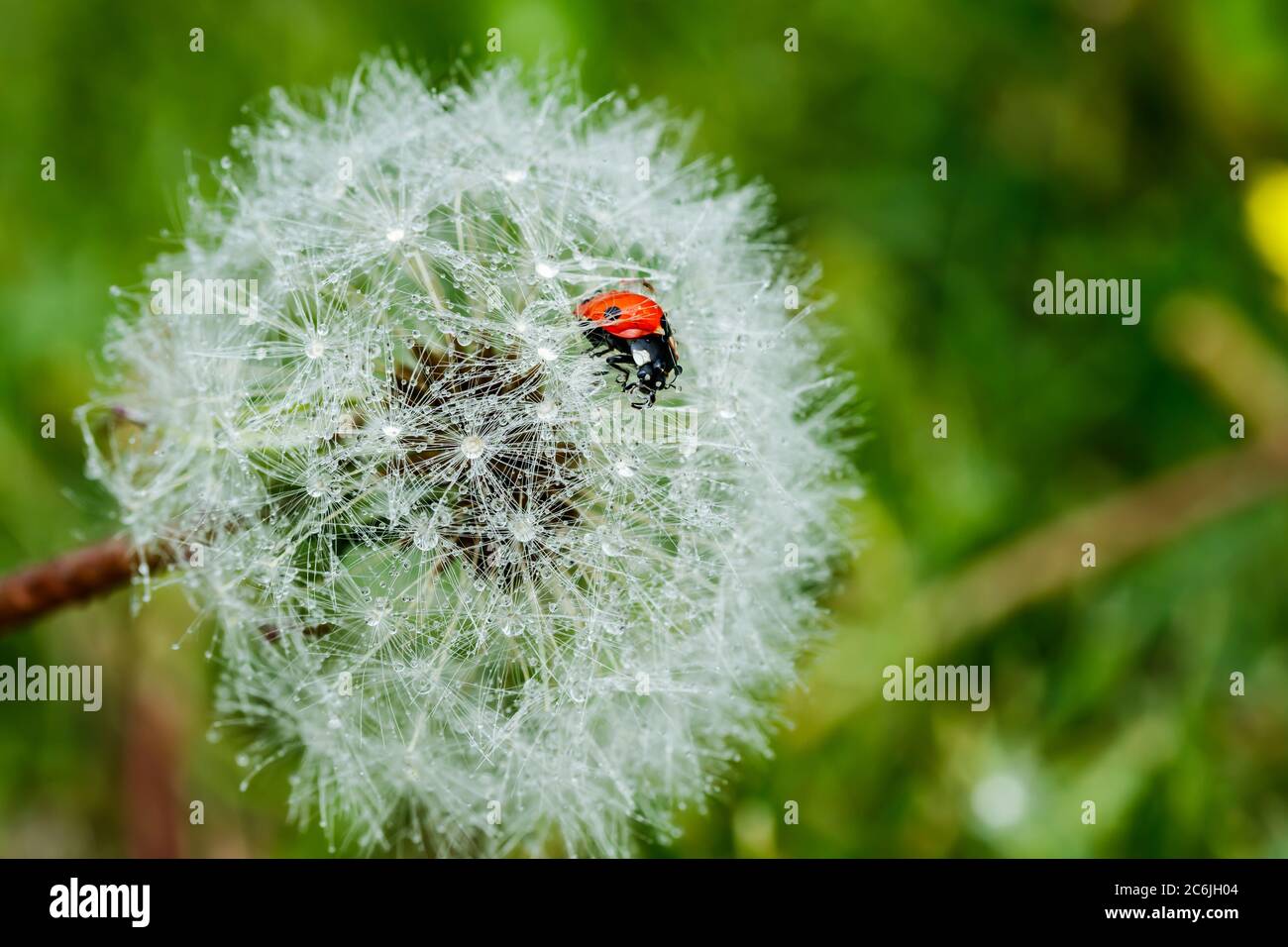 Beautiful fluffy dandelion with rain drops and ladybug against the ...