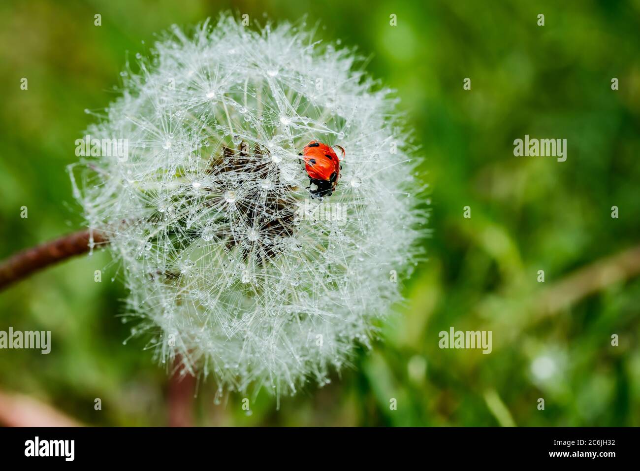 Beautiful fluffy dandelion with rain drops and ladybug against the ...