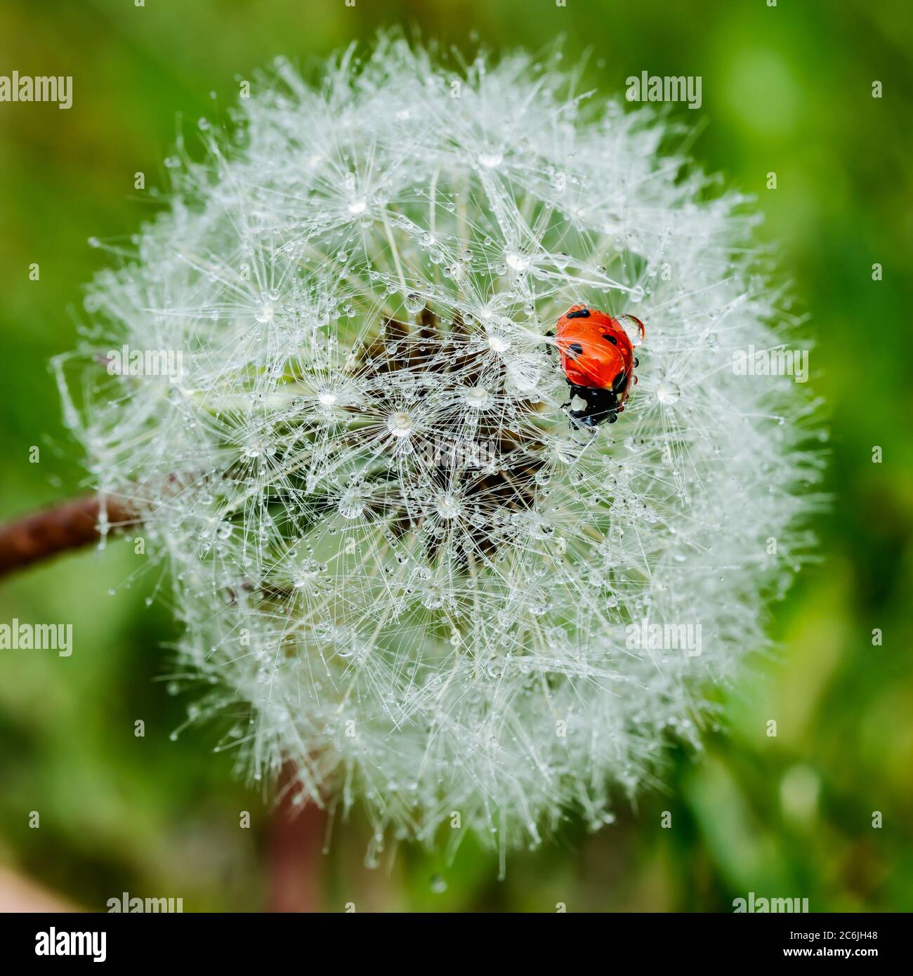 Beautiful fluffy dandelion with rain drops and ladybug against the ...