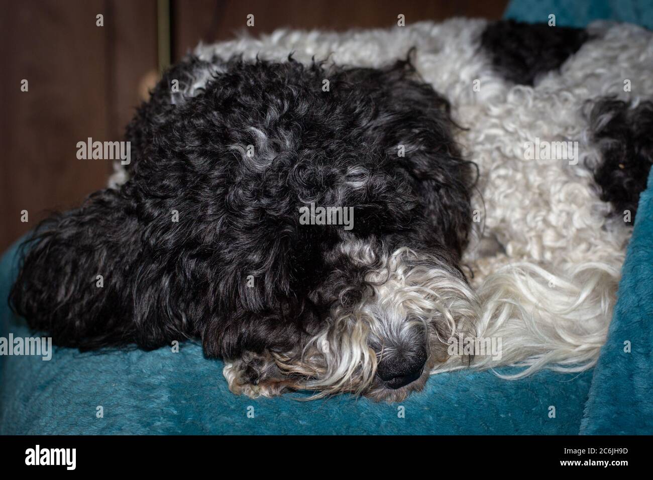 A little cute ball of fluff, a black and white cockapoo curled on her ...