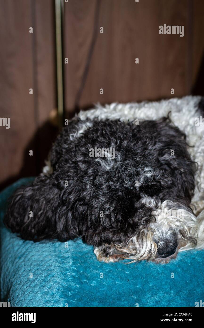 A little cute ball of fluff, a black and white cockapoo curled on her ...