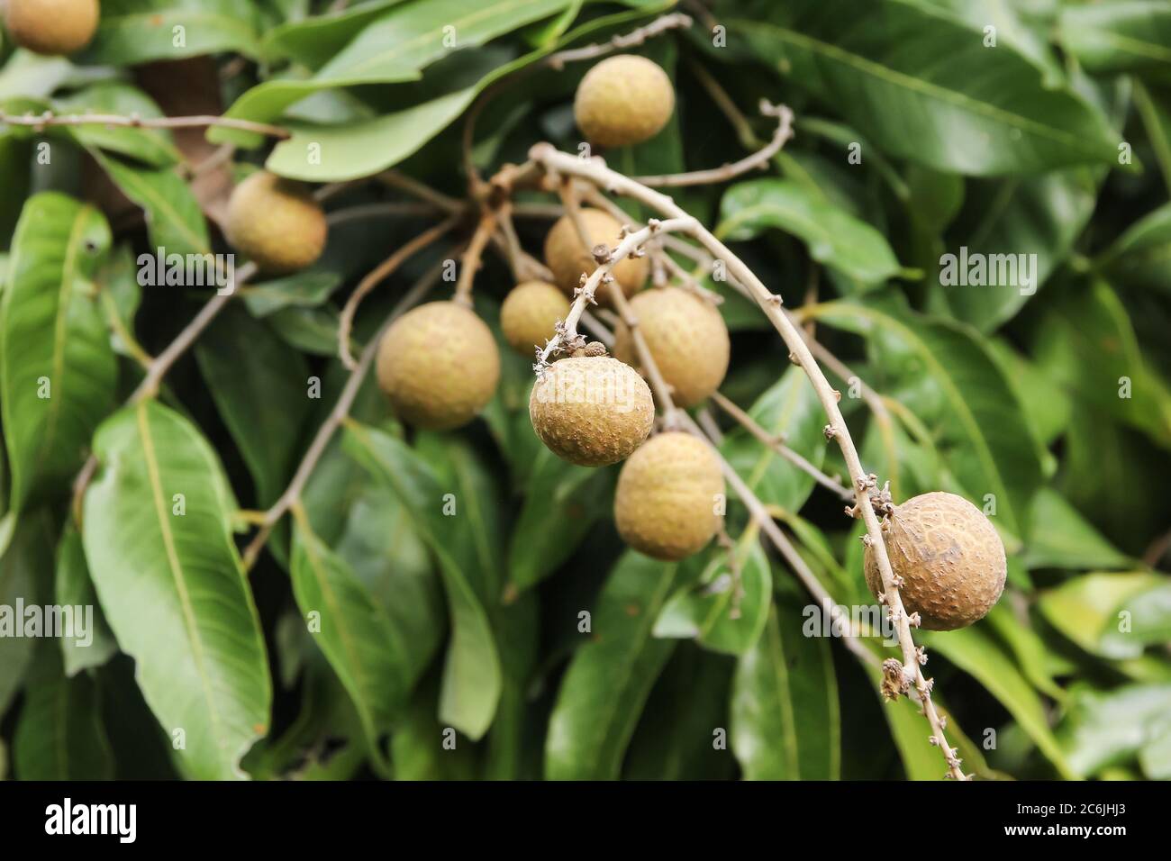 Young longan hi-res stock photography and images - Alamy
