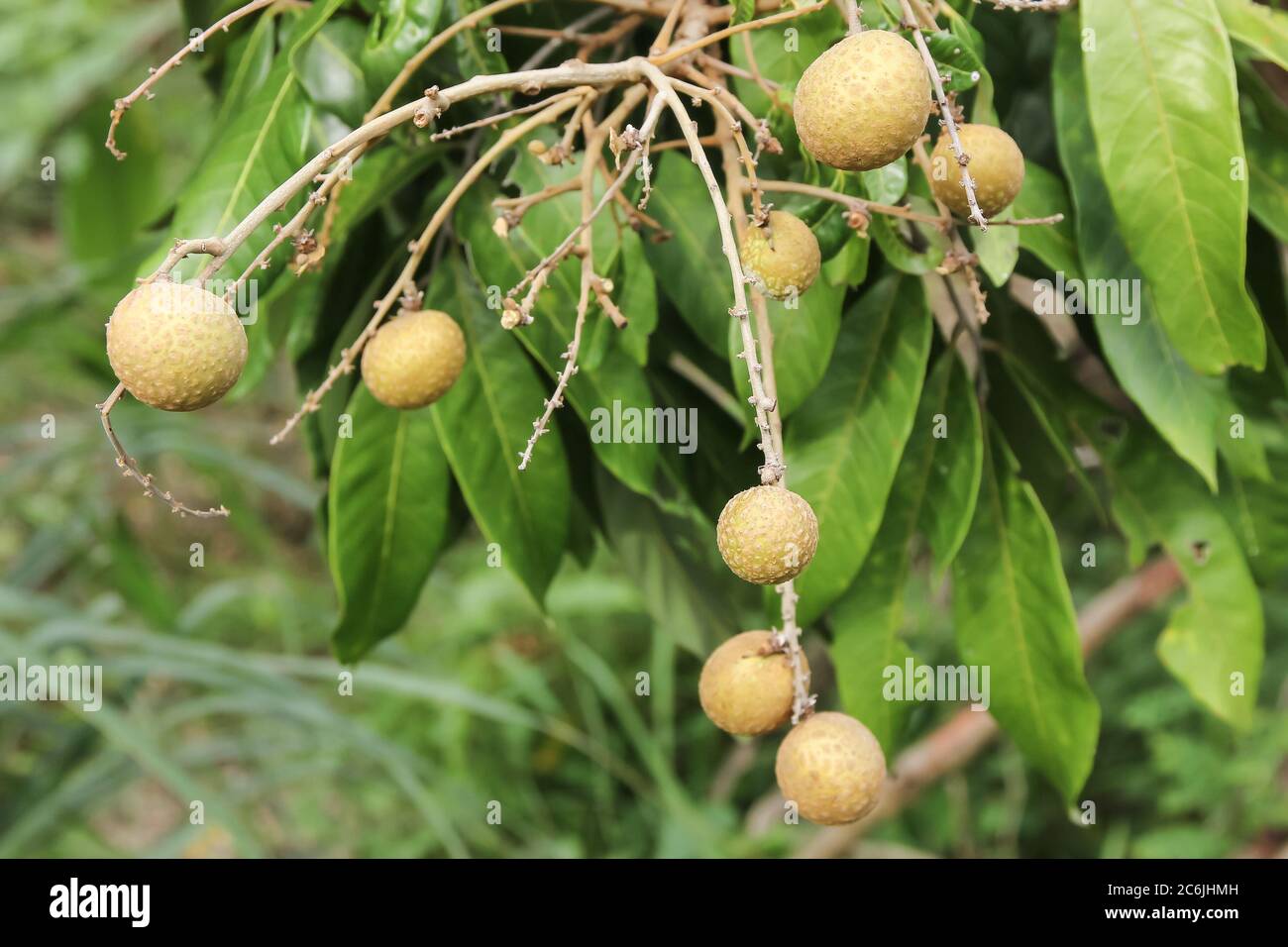 Young longan hi-res stock photography and images - Alamy