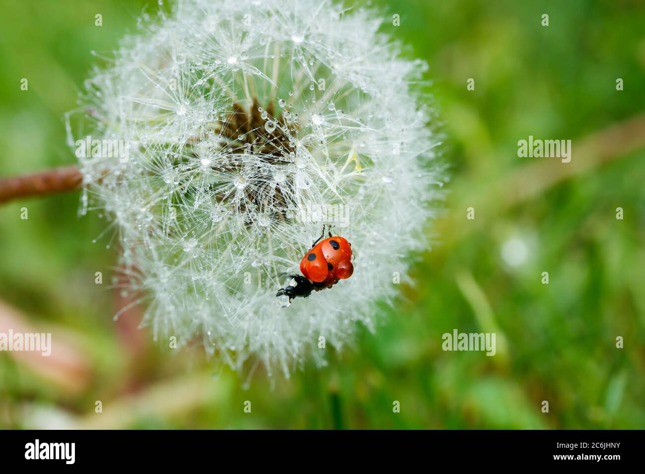 Beautiful fluffy dandelion with rain drops and ladybug against the ...