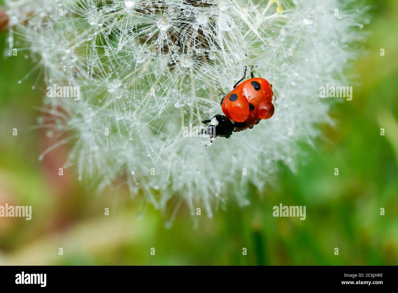 Beautiful fluffy dandelion with rain drops and ladybug against the ...