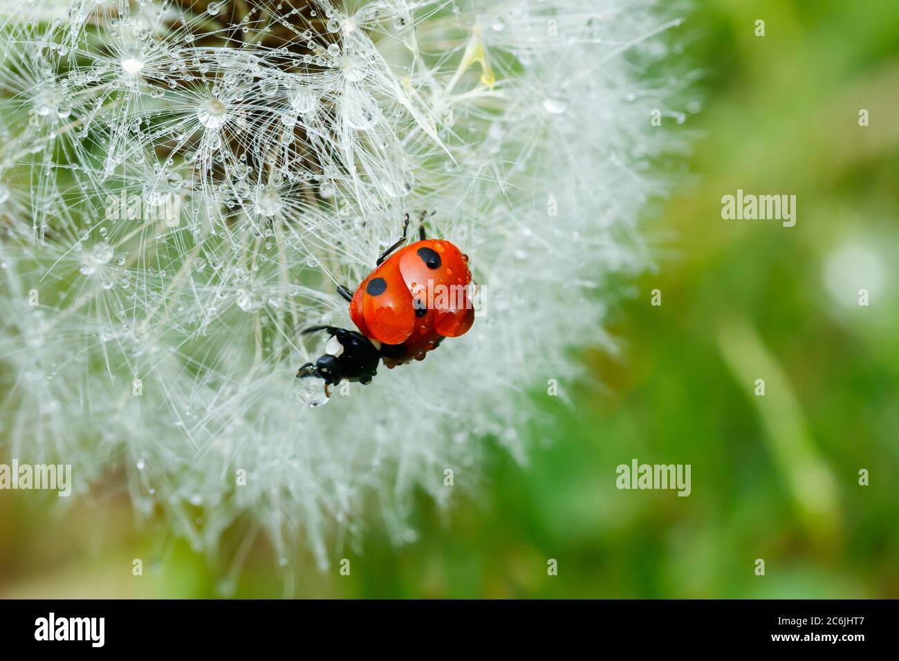 Beautiful fluffy dandelion with rain drops and ladybug against the ...