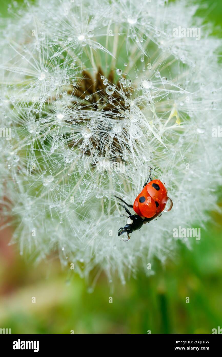 Beautiful fluffy dandelion with rain drops and ladybug against the ...