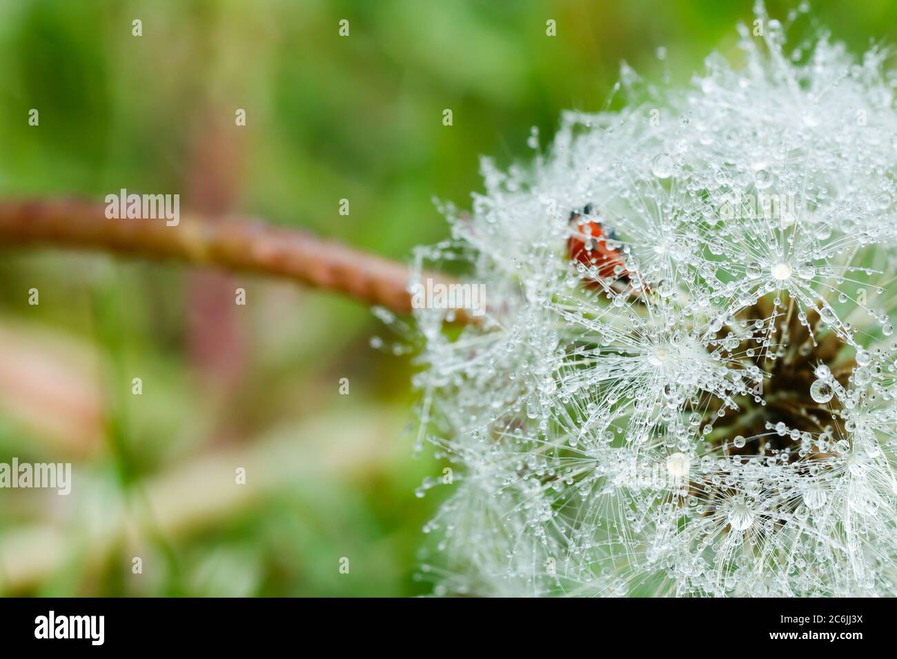 Beautiful fluffy dandelion with rain drops and ladybug against the ...