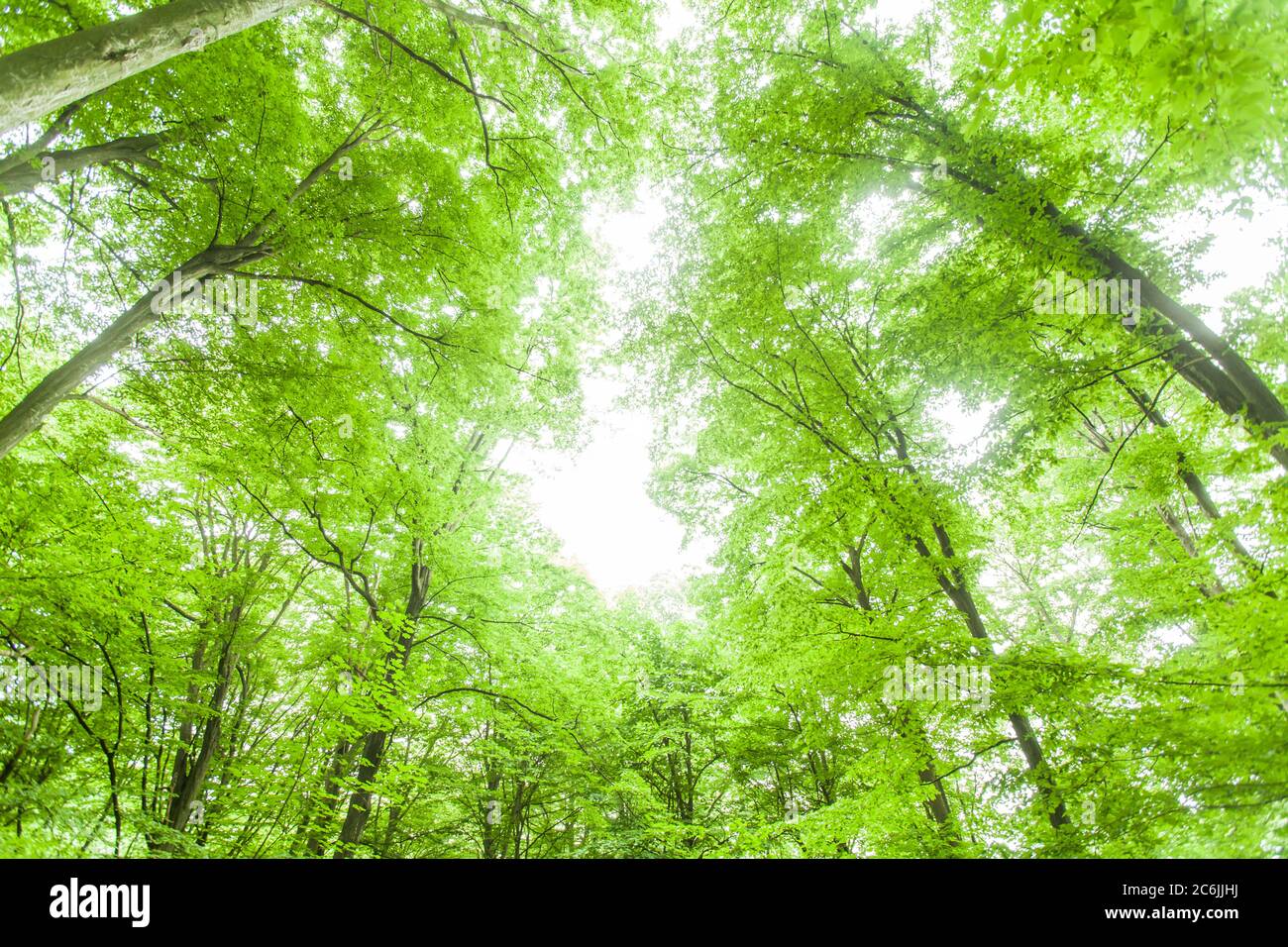 Spring green forest , view up, beautiful nature landscape Stock Photo ...