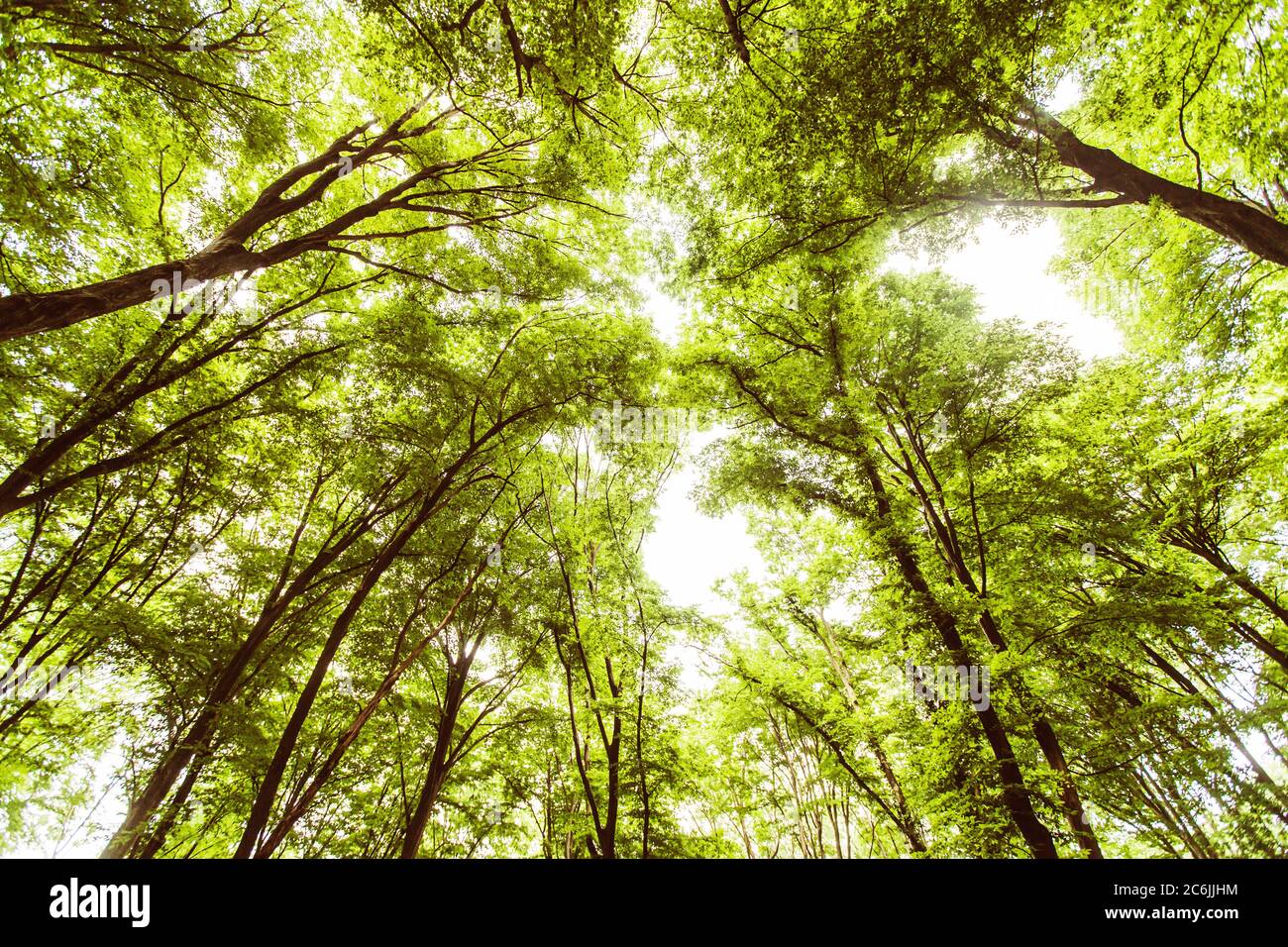 Spring green forest , view up, beautiful nature landscape Stock Photo ...