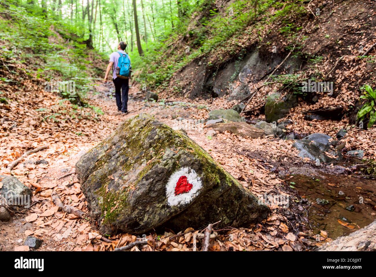 Marked trail sign on the rock , man hiker walking through spring forest ...