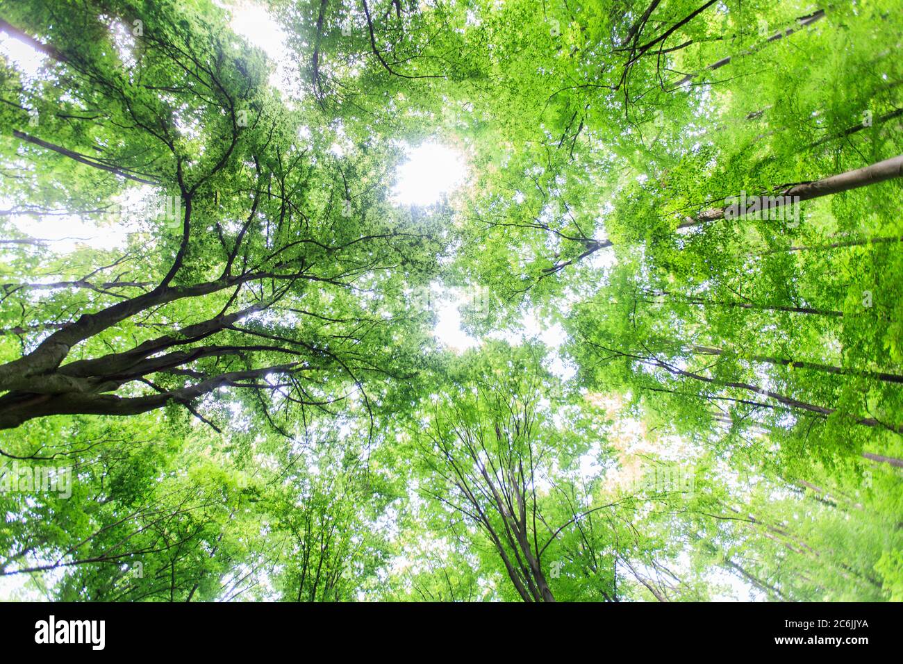 Spring green forest , view up, beautiful nature landscape Stock Photo ...