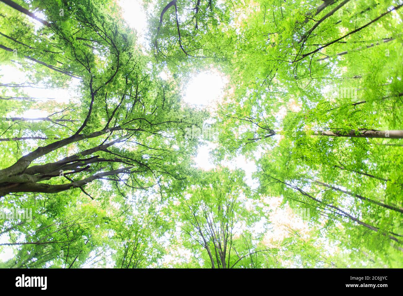 Spring green forest , view up, beautiful nature landscape Stock Photo ...