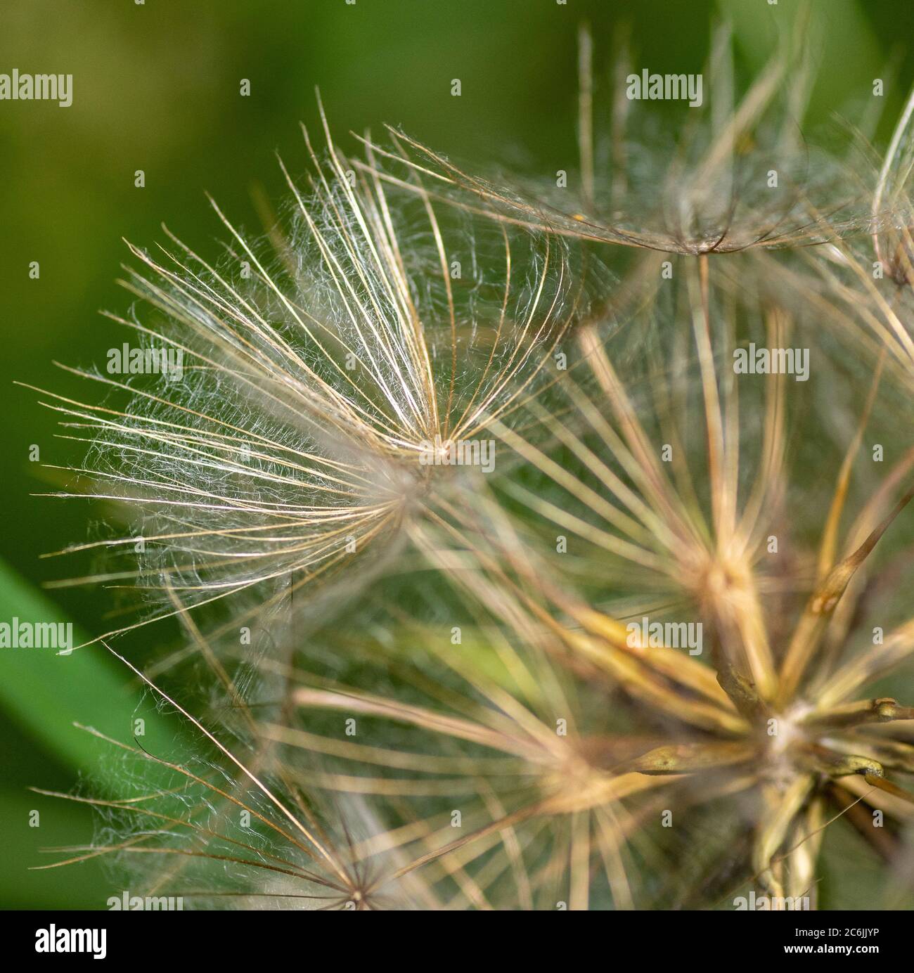 Goat's-beard (Tragopogon pratensis) flower seed head Stock Photo - Alamy