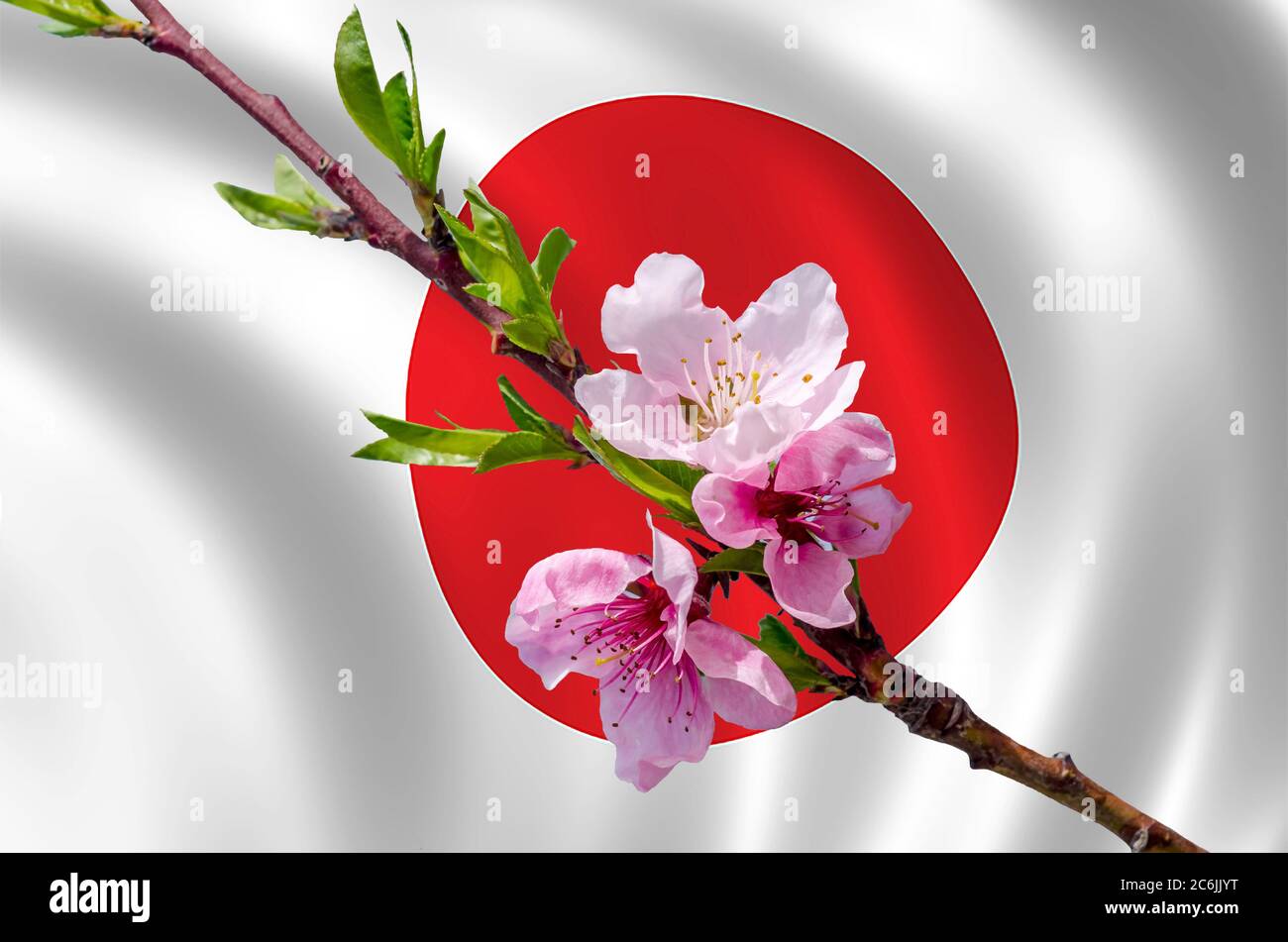 Branch Of Peach Flowers on the Japanese flag background Stock Photo - Alamy