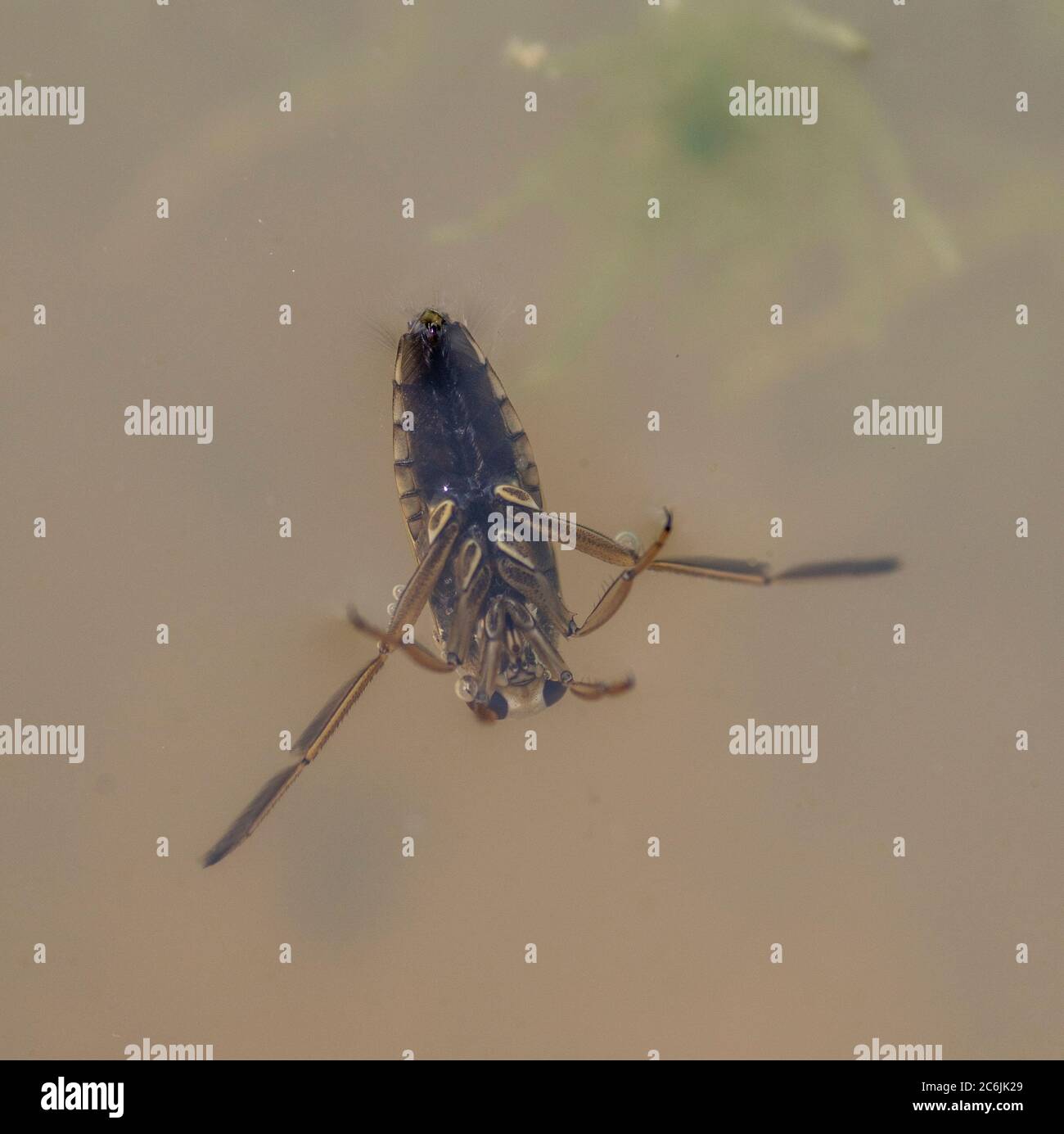 Common Backswimmer (Notonecta glauca Stock Photo - Alamy