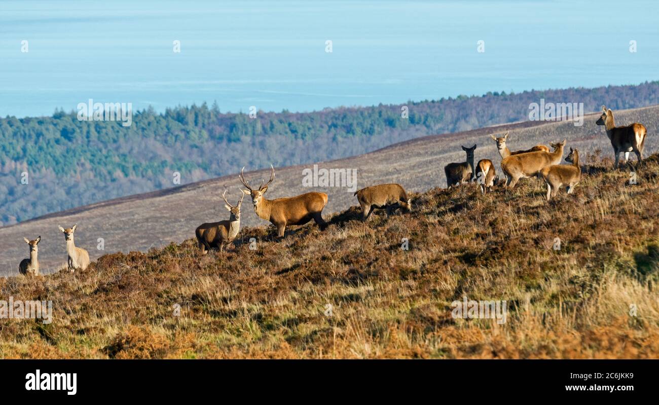 A herd of red deer on Goosemoor Common Near Dunkery Beacon In the ...
