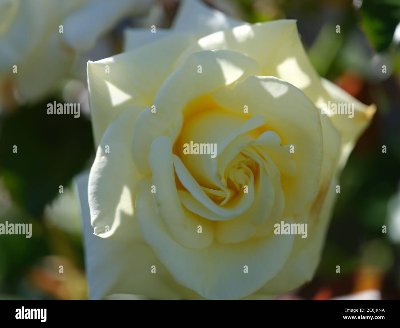 Glorious roses hi-res stock photography and images - Alamy