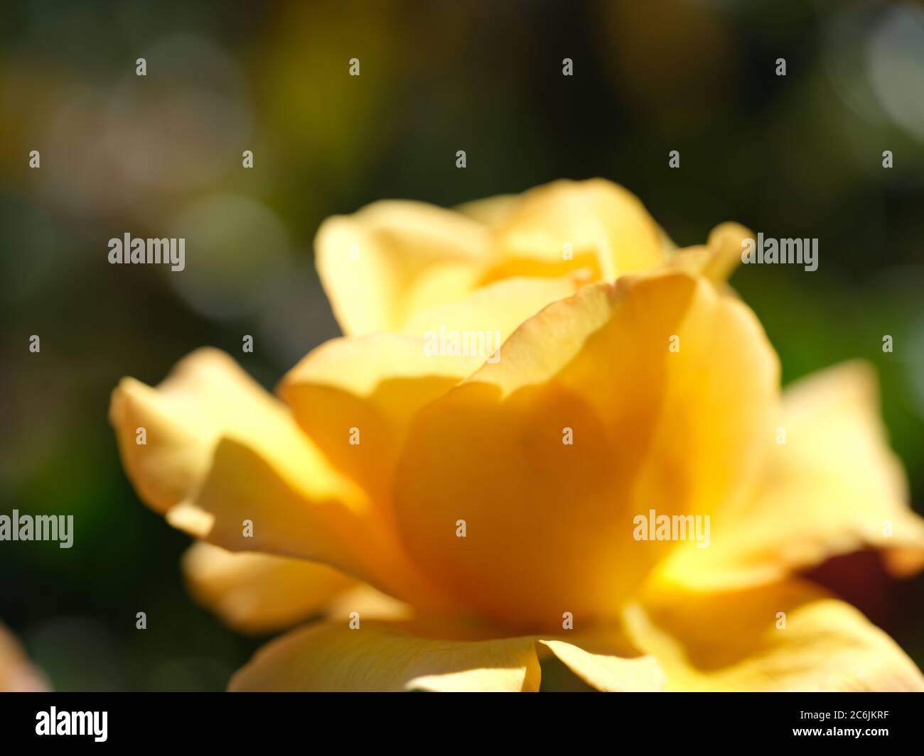 Glorious roses hi-res stock photography and images - Alamy