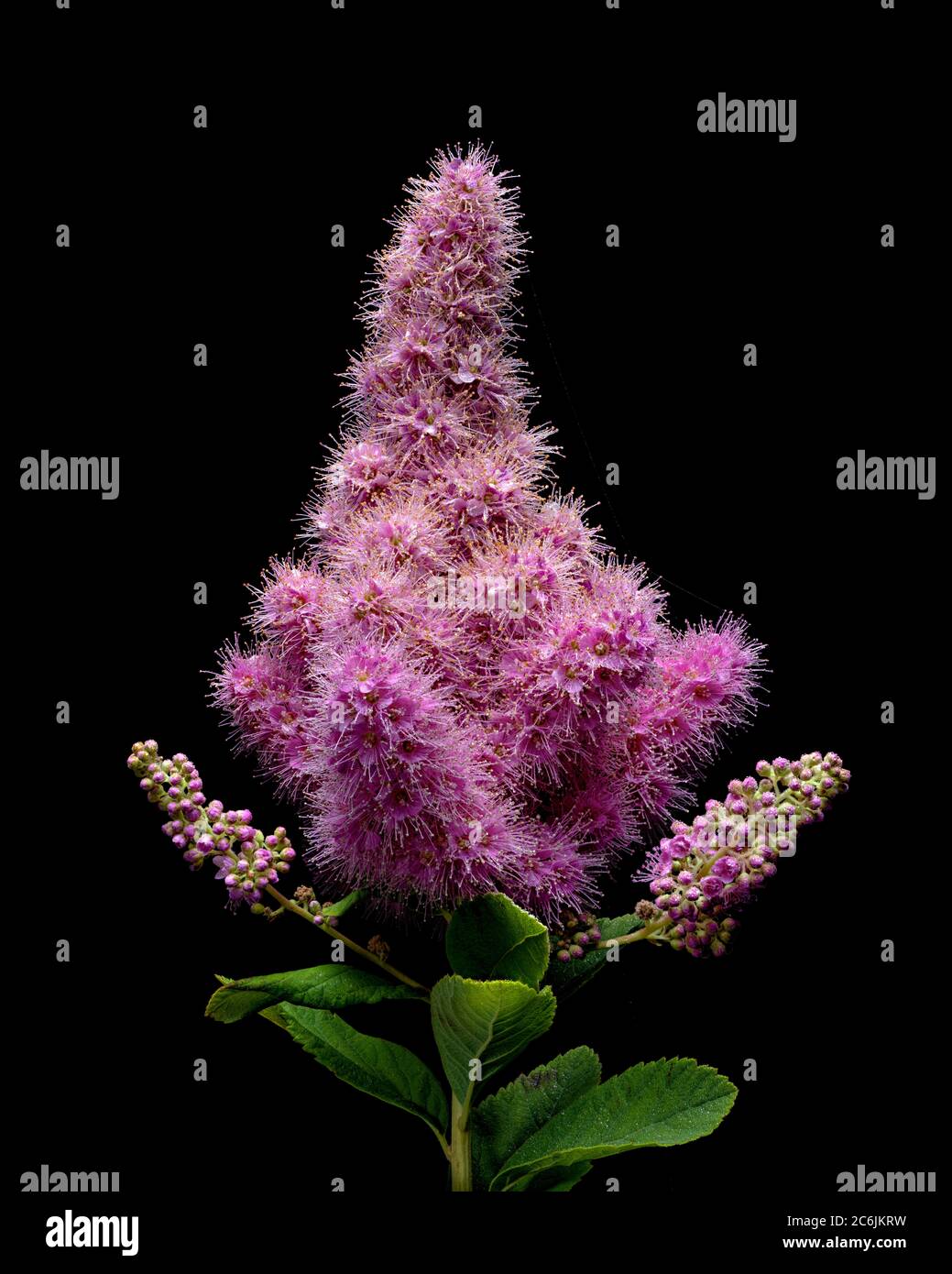 Inflorescence panicle hi-res stock photography and images - Alamy