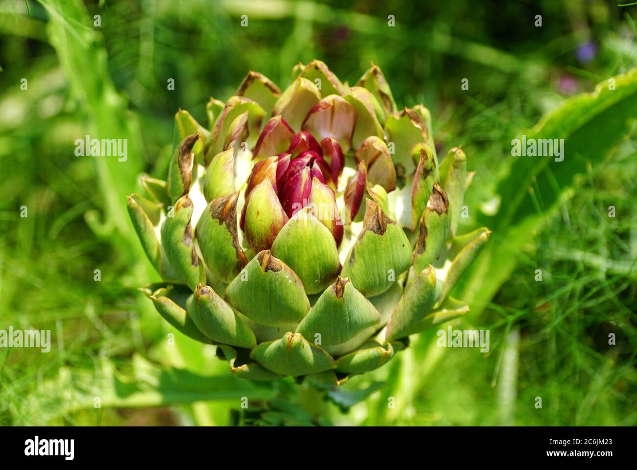 Colorado star hi-res stock photography and images - Alamy