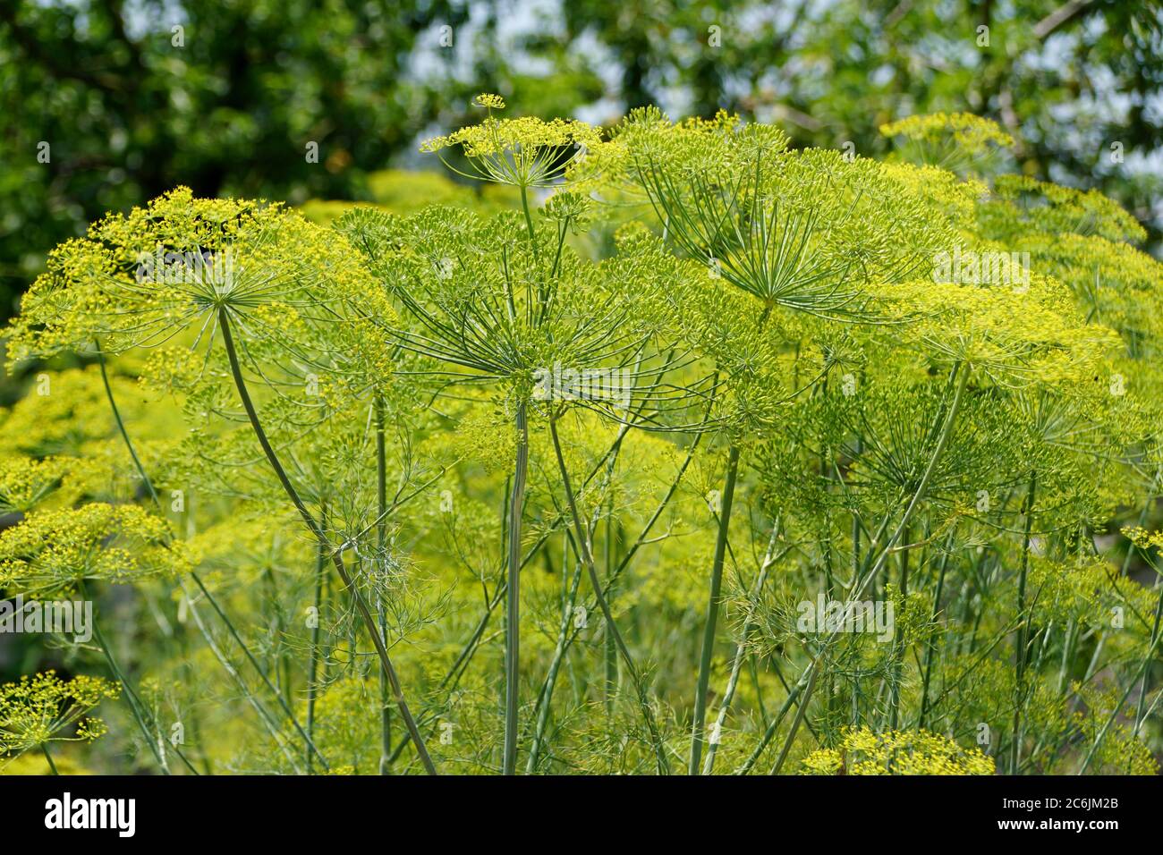 A bunch of yellow dill flowers under the sun Stock Photo - Alamy