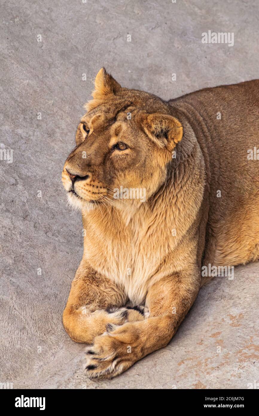 Adult female lion portrait (panthera leo), resting close view Stock ...