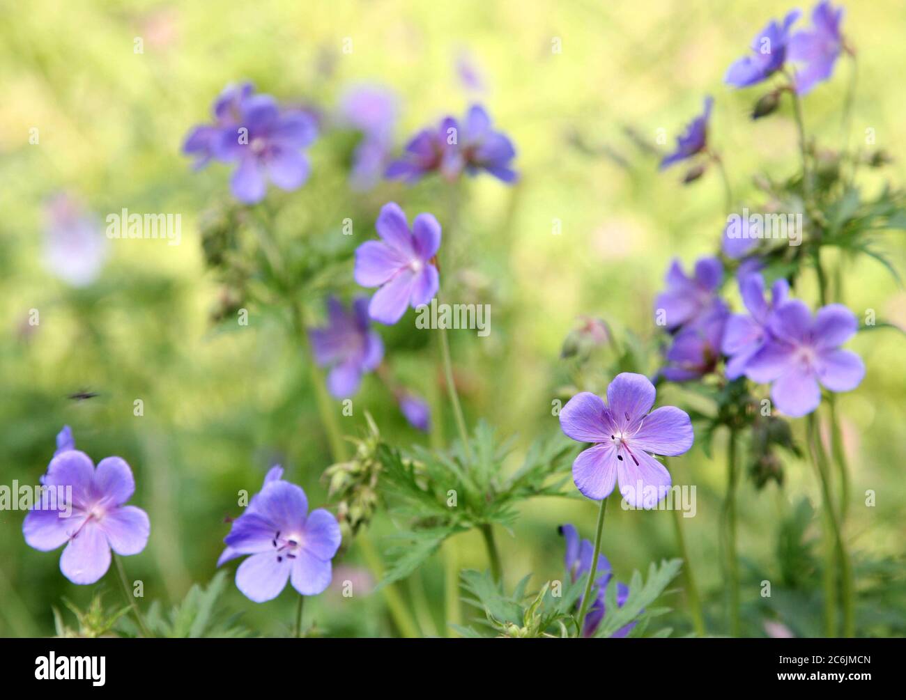 A whole field of blue geranium pratense flowers (meadow cranesbill) on ...