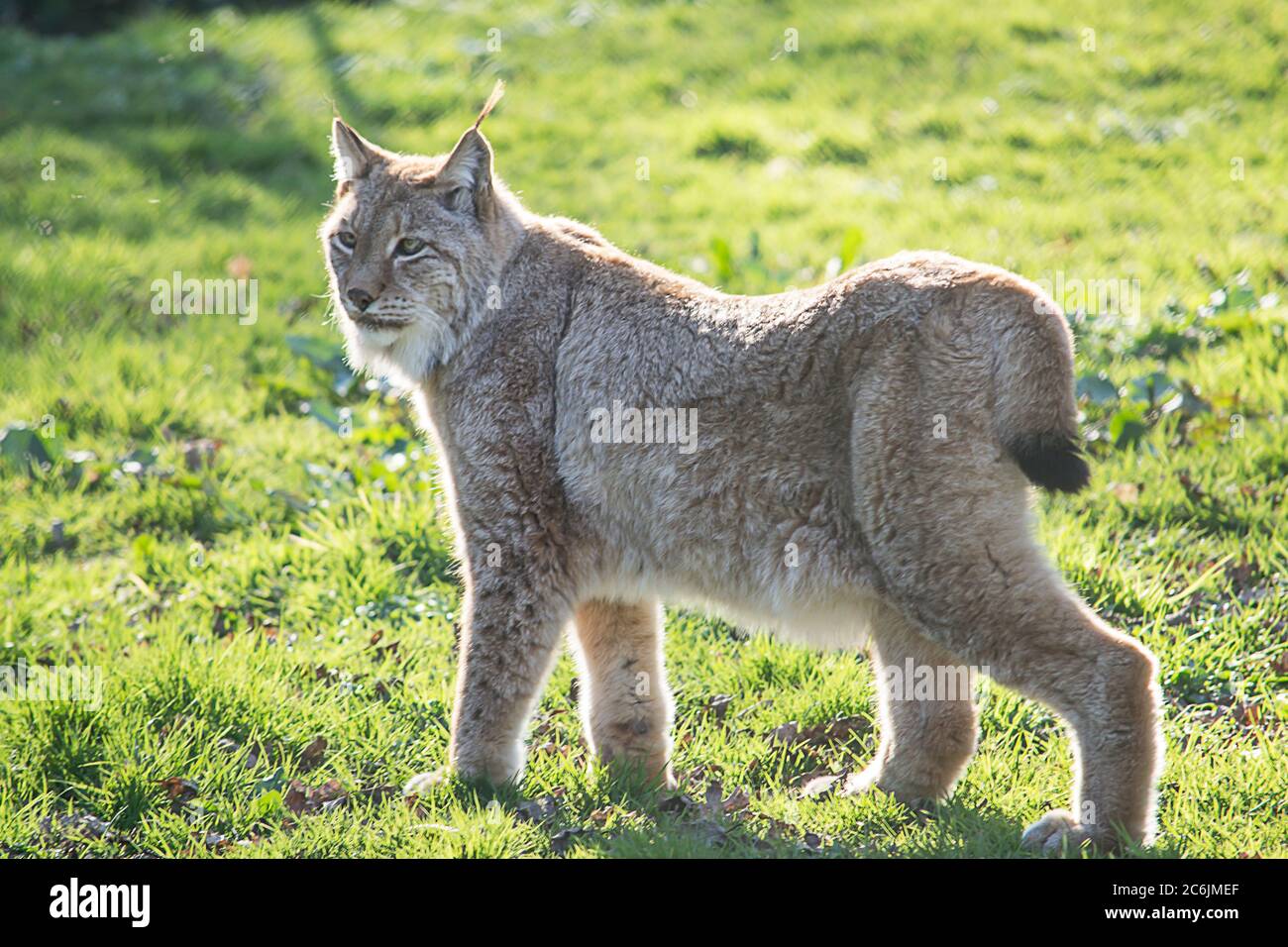 Eurasian lynx paw hi-res stock photography and images - Alamy