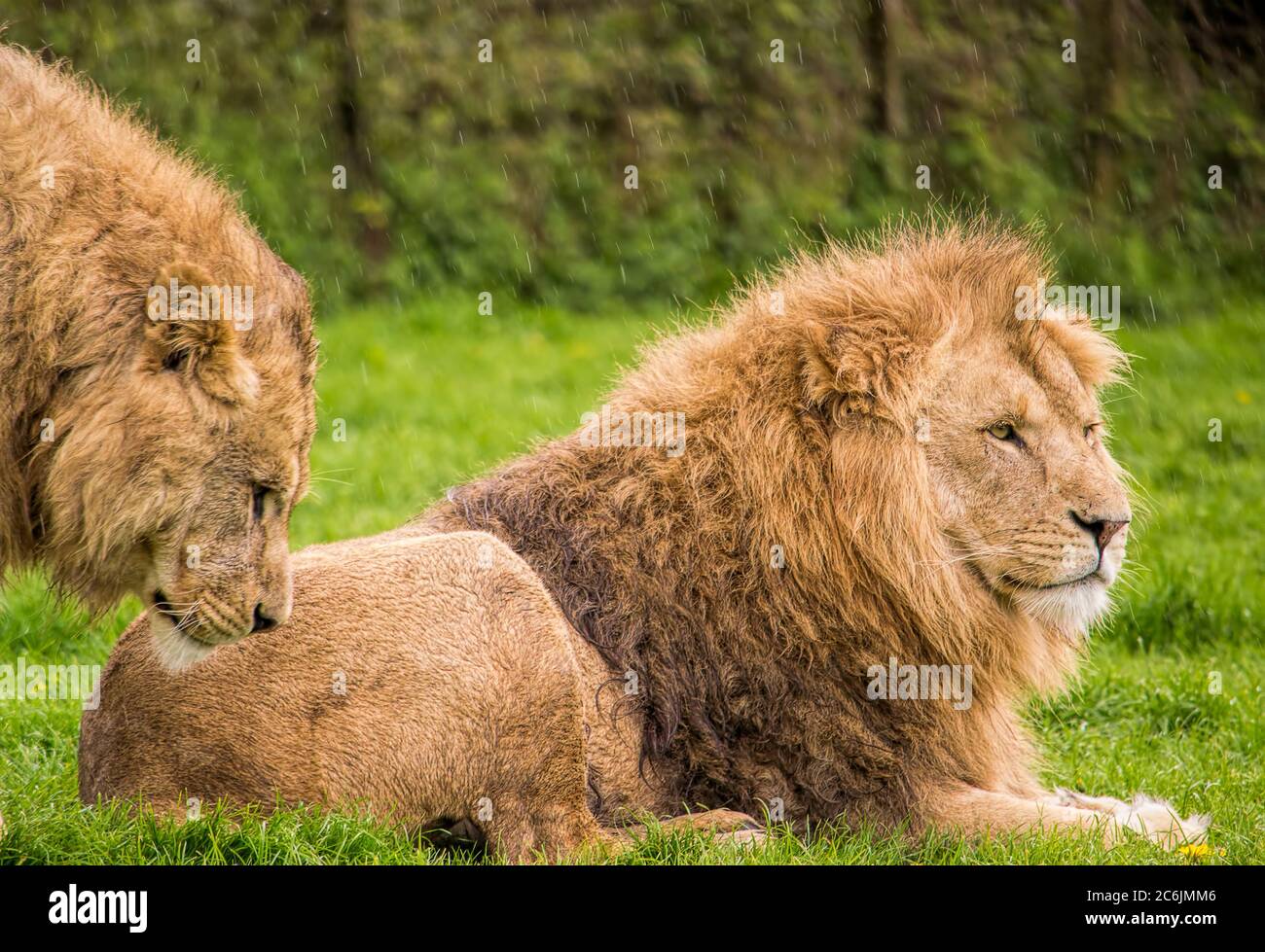 Image of a male lions resting in the rain Stock Photo - Alamy