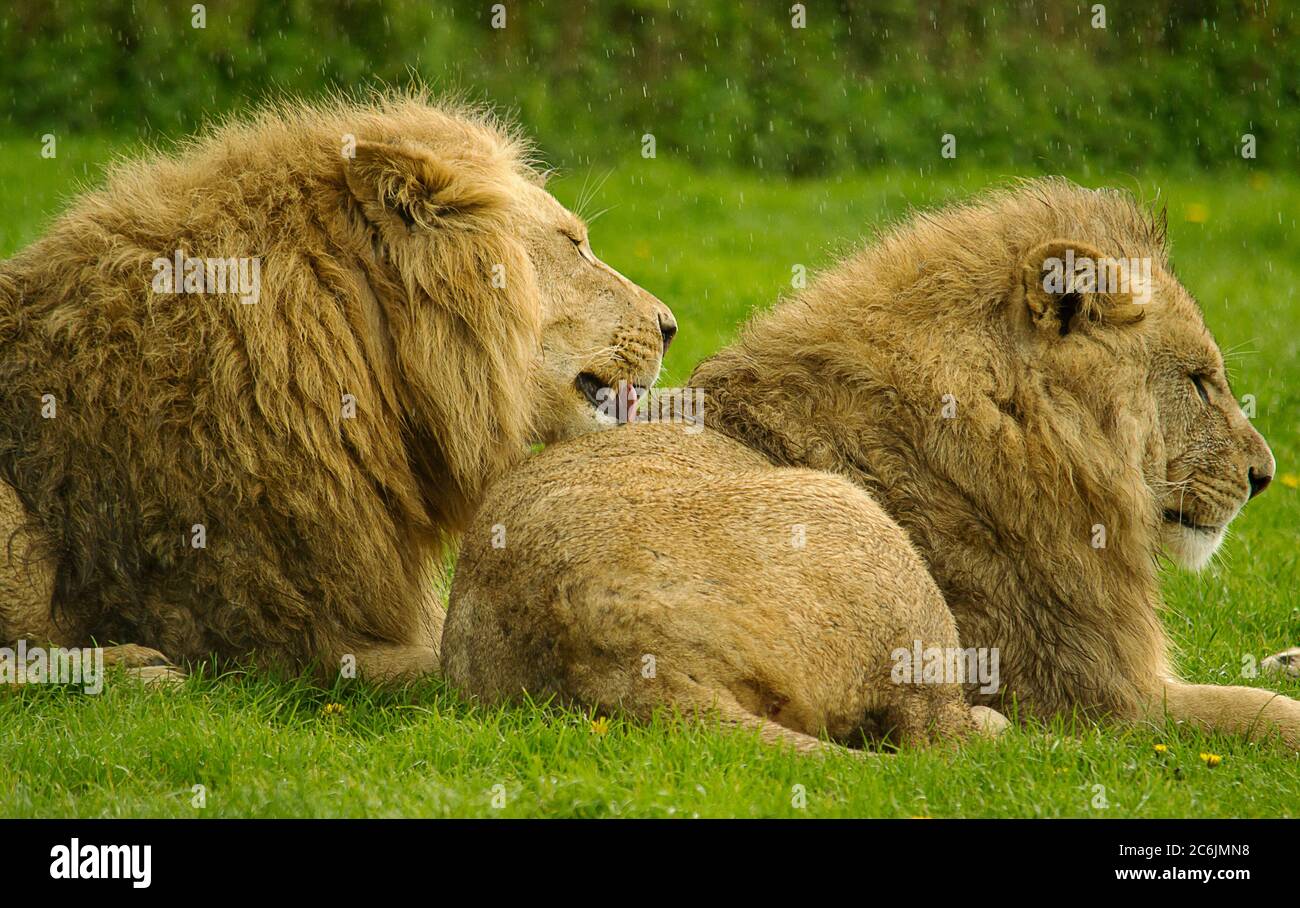 Two male lions in a grass on a rainy day Stock Photo - Alamy