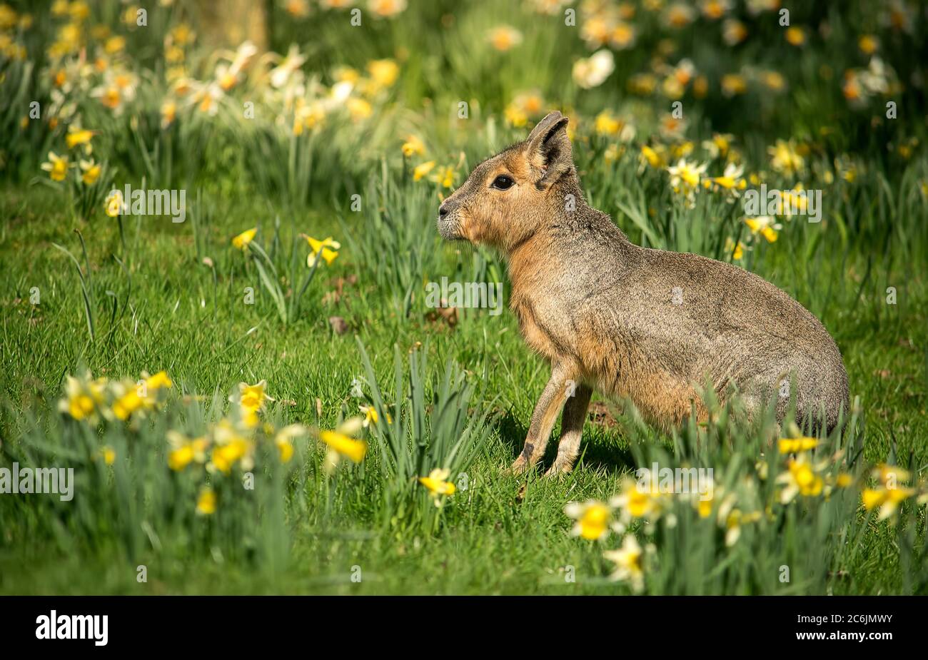 Patagonian wild flowers hi-res stock photography and images - Alamy
