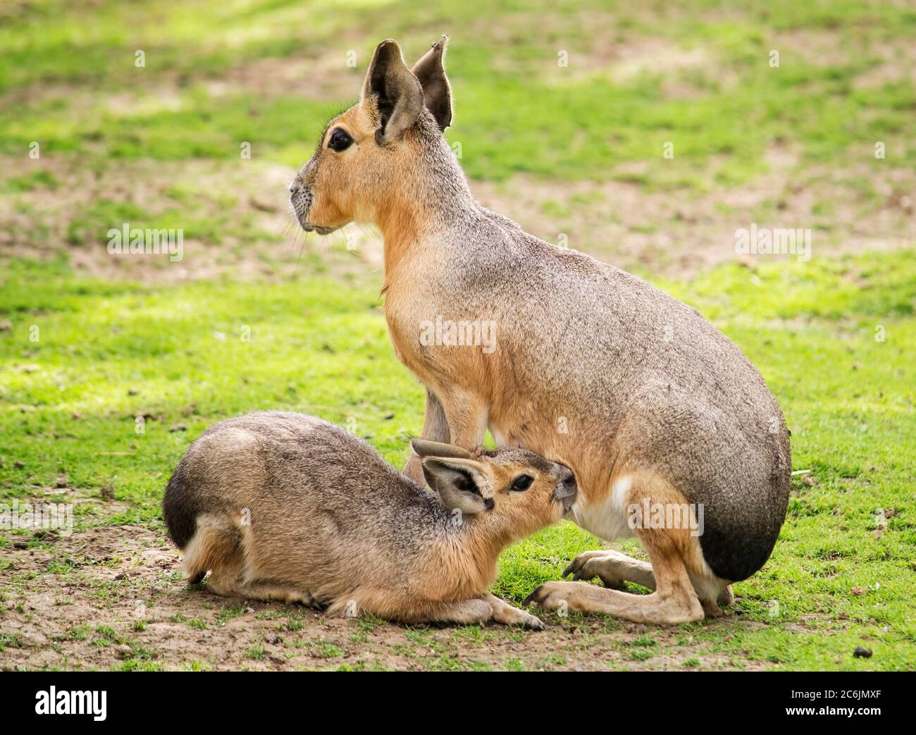 Baby Patagonian Mara feeding in the grass Stock Photo - Alamy